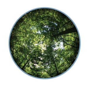 Leaf area index (LAI）：研究者のための完全ガイドMETER Group