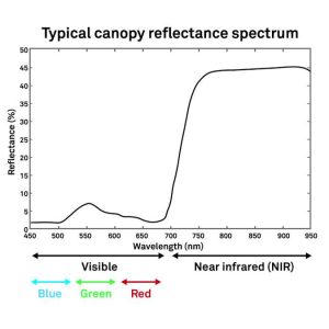 NDVI (znormalizowana różnica wskaźnika wegetacji) i PRI (fotochemiczny wskaźnik odbicia ...
