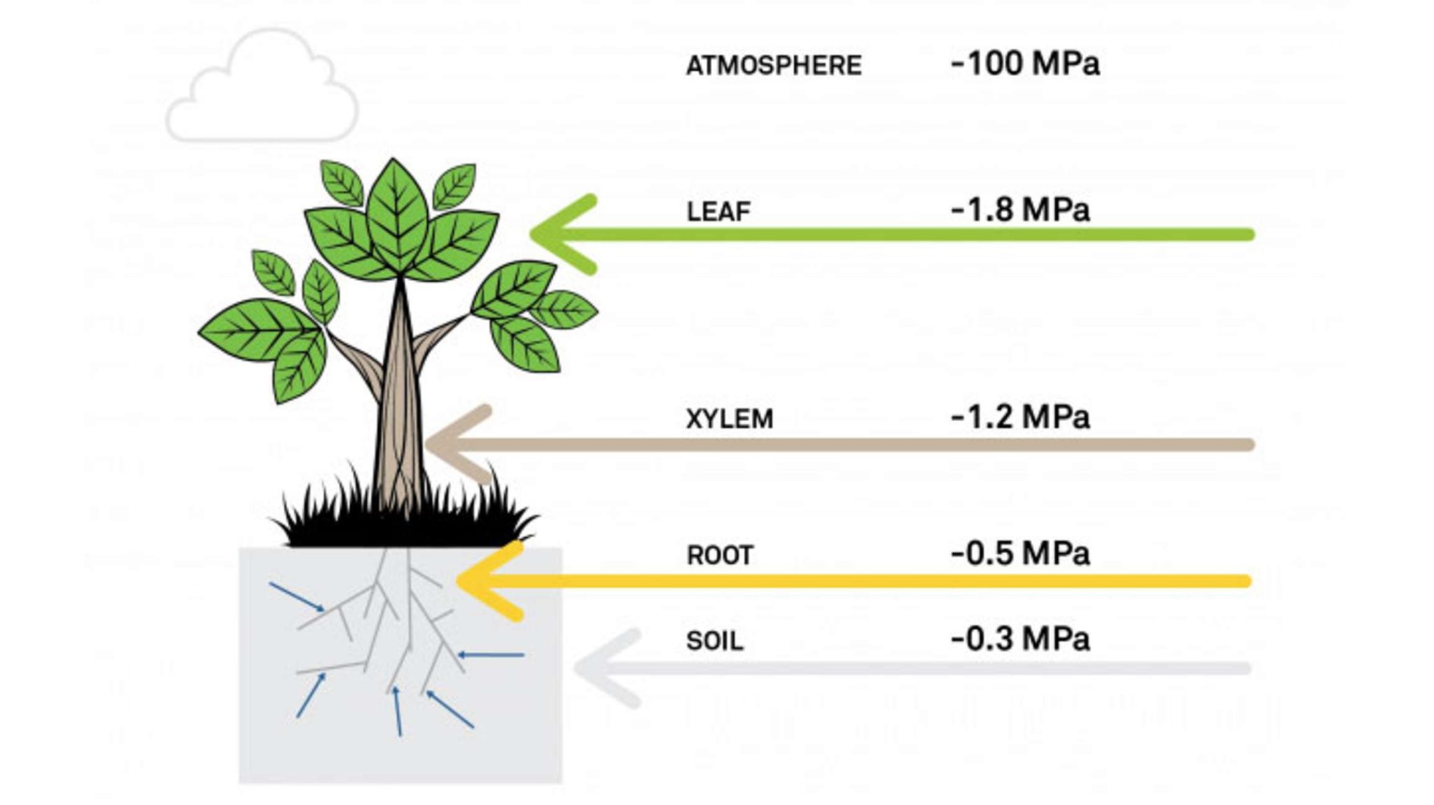 Defining water potential—What it is. How to use it. - METER Group