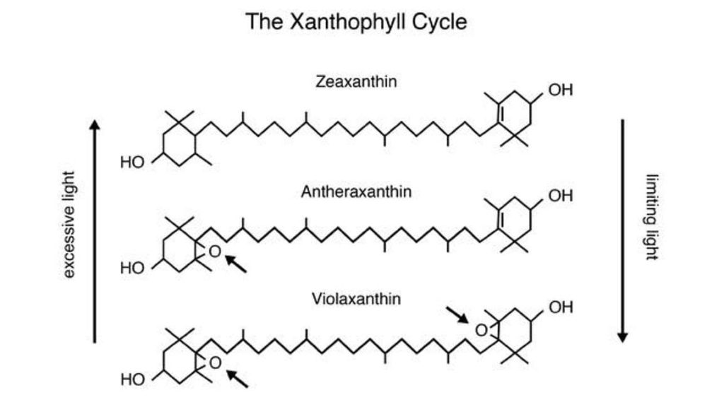 NDVI (normalized difference vegetation index) and PRI (photochemical ...