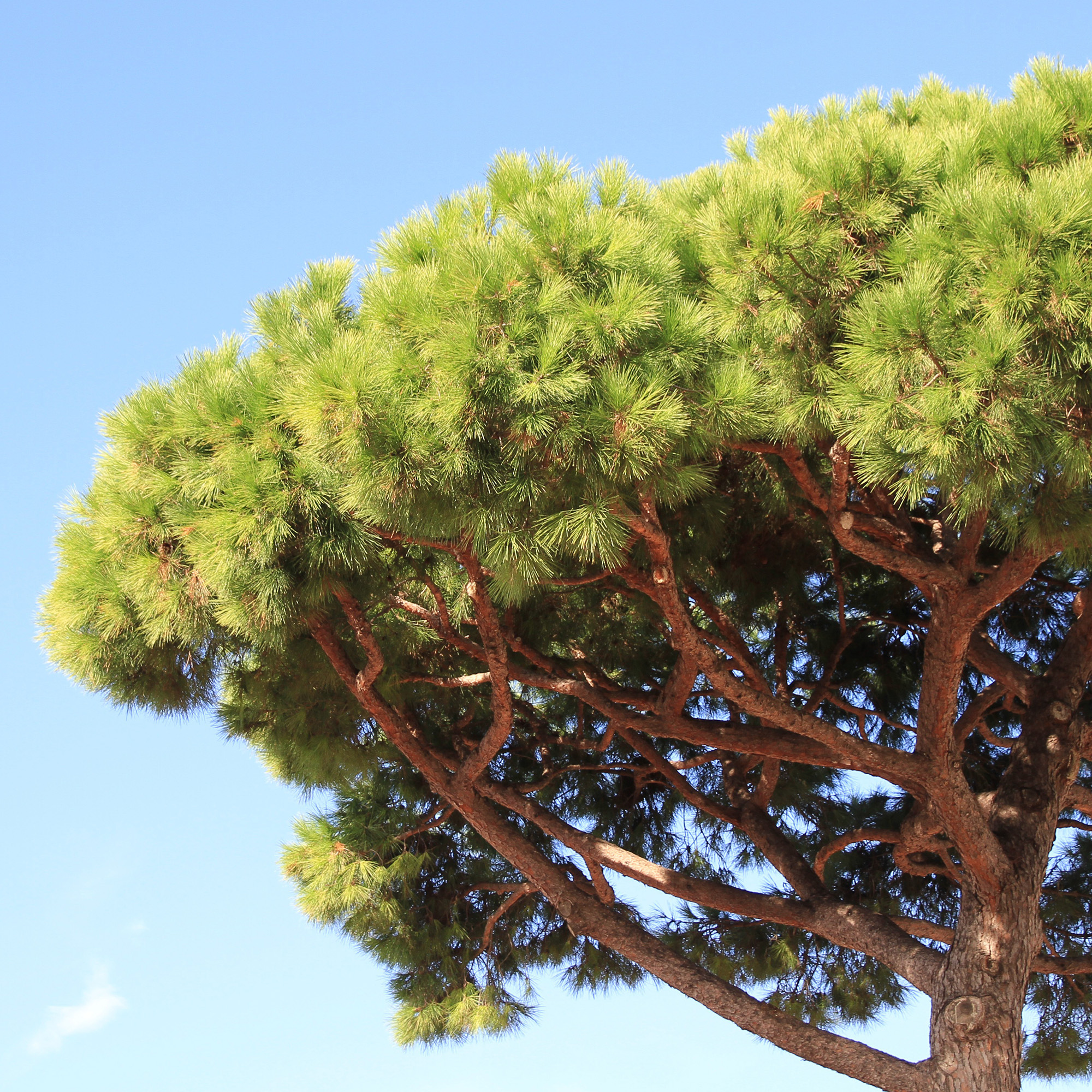 Piñon Pine: Studying the effects of climate change on drought tolerance ...