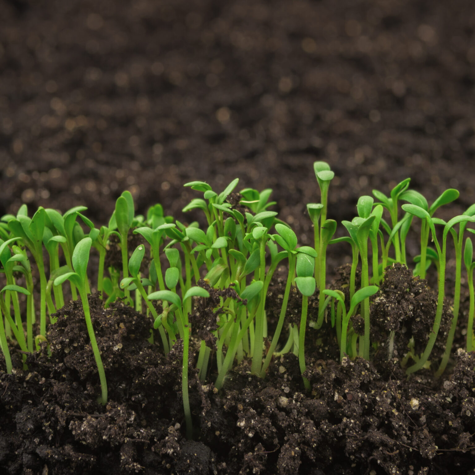 The soil health revolution: Colorado’s blueprint for sustainable ...