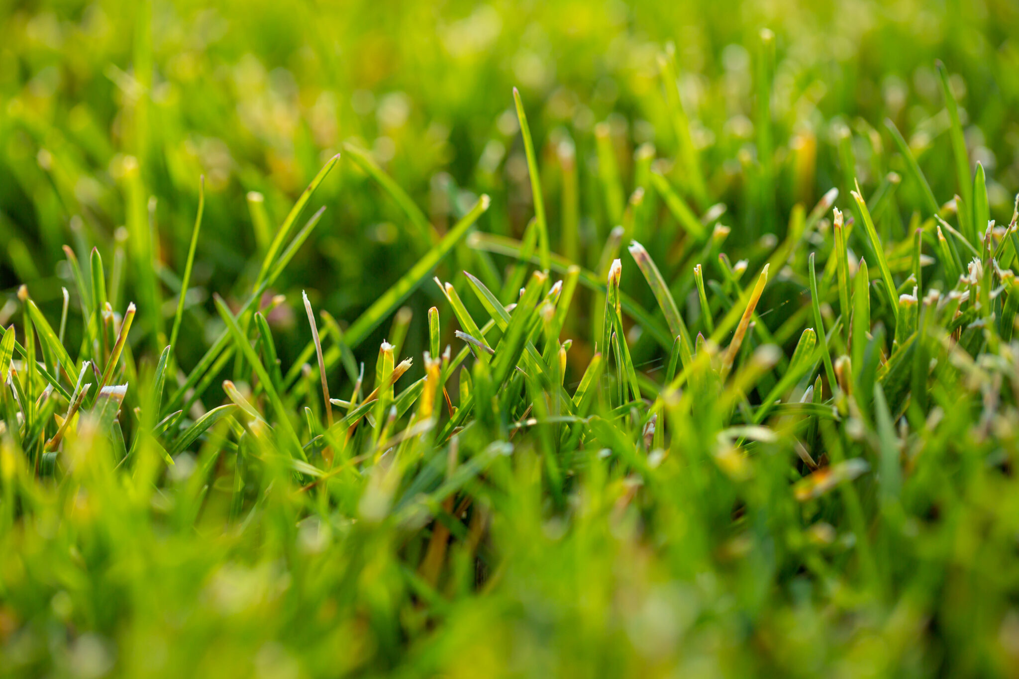 Sports turf irrigation management - METER Group